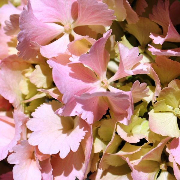 Hydrangea macrophylla TeaTime™ 'Pink Sensation'pbr - Warners Nurseries