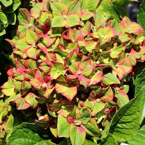 Hydrangea macrophylla Tea Time™ 'Charm' - Warners Nurseries