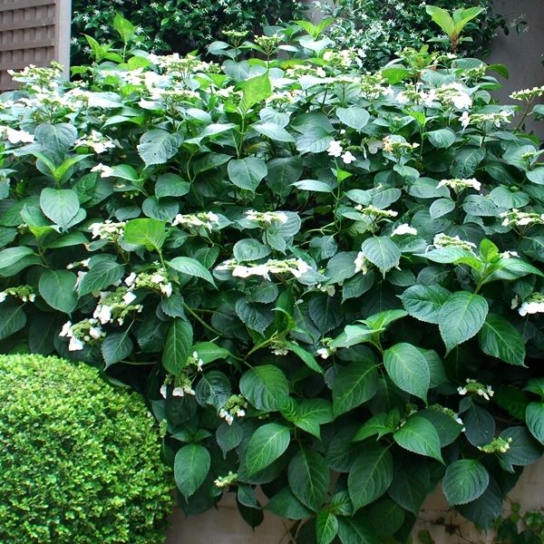 Hydrangea macrophylla White Lace Cap - Warners Nurseries