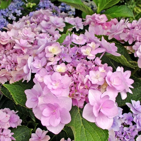 Hydrangea macrophylla You & Me 'Forever' pbr - Warners Nurseries