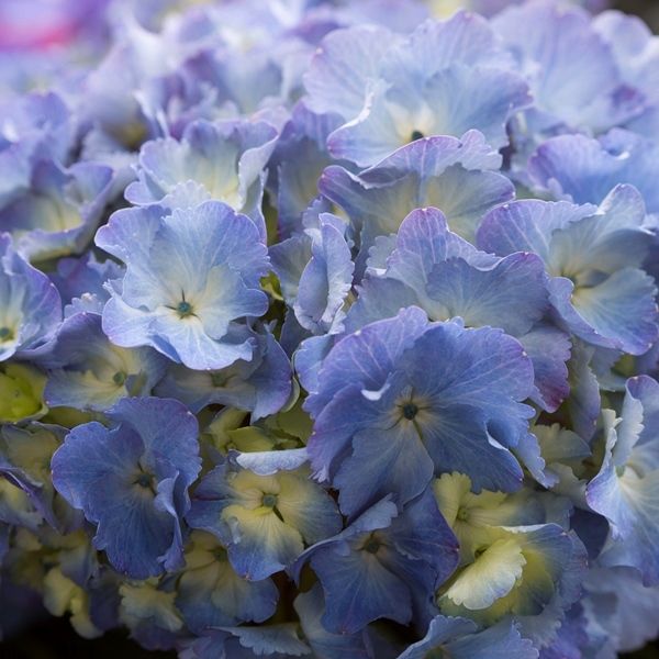 Hydrangea macrophylla Blue Ball - Warners Nurseries