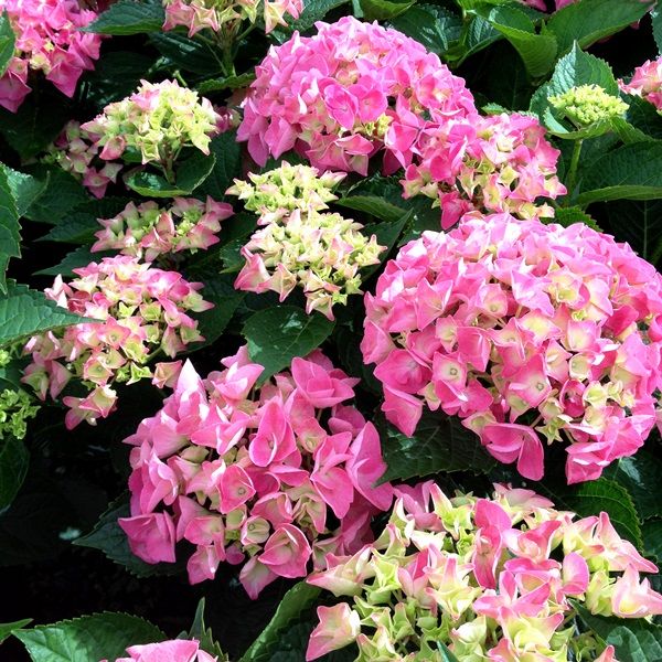 Hydrangea macrophylla 'Pink Ball' - Warners Nurseries