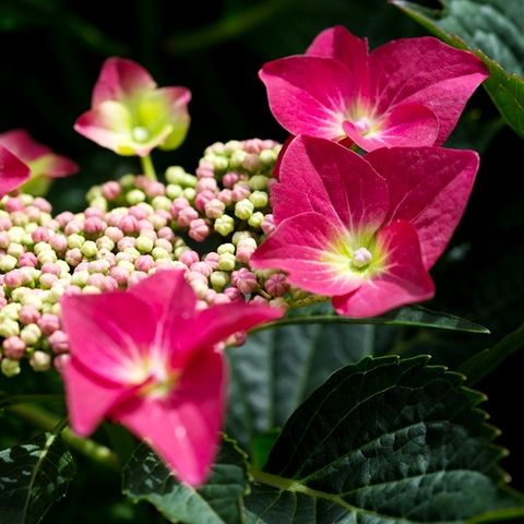 Hydrangea macrophylla Red Lace Cap - Warners Nurseries