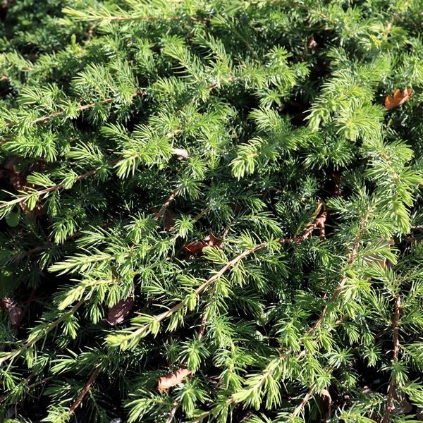 Juniperus conferta - Warners Nurseries