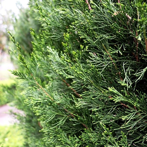 Juniperus chinensis 'Spartan' - Warners Nurseries