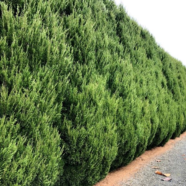 Juniperus chinensis 'Spartan' - Warners Nurseries