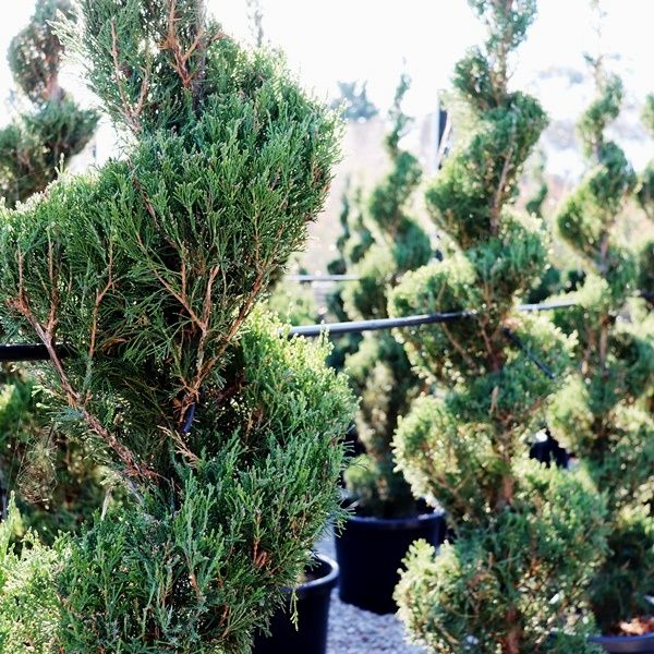 Juniperus chinensis 'Spartan' Spiral - Warners Nurseries