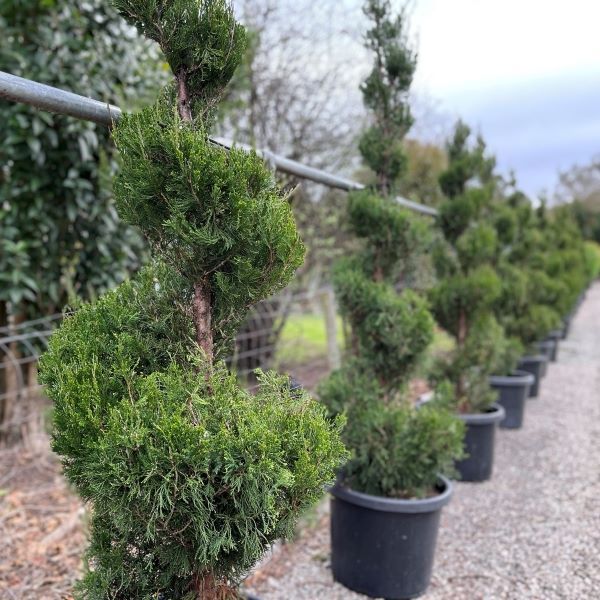 Juniperus chinensis 'Spartan' Spiral - Warners Nurseries