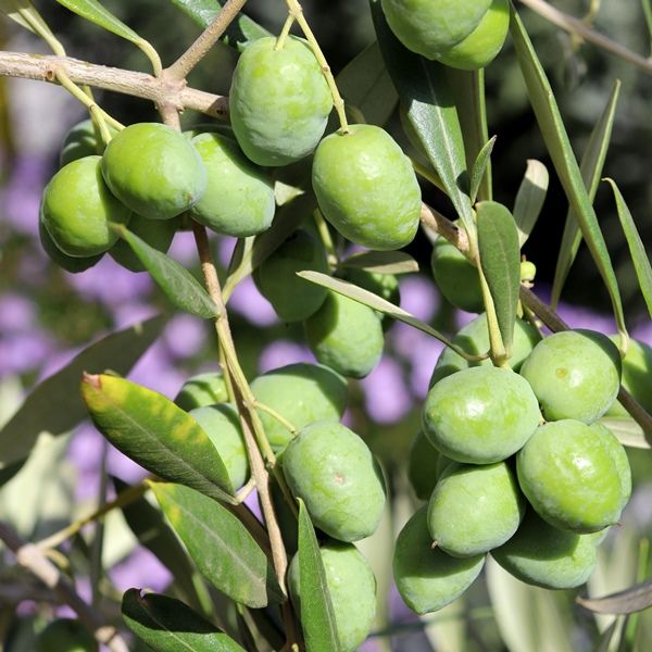 Olea europaea 'Picholine' - Warners Nurseries