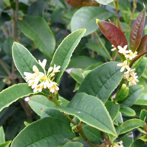 Osmanthus fragrans - Warners Nurseries