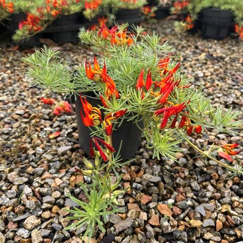 Climbers & Ground Covers - Warners Nurseries