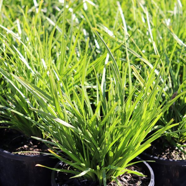 Lomandra confertifolia 'Lime Tuff' - Warners Nurseries