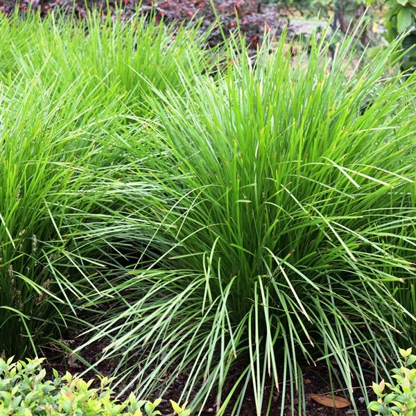 Lomandra longifolia 'Tanika' pbr - Warners Nurseries