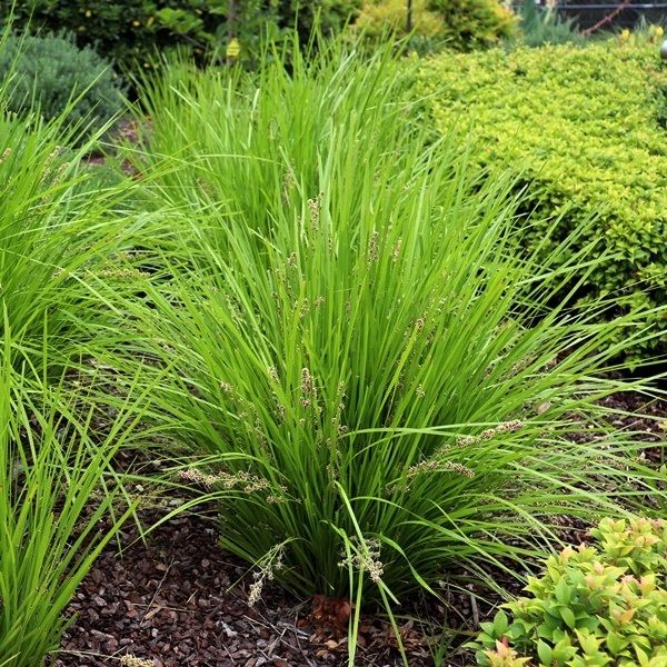 Lomandra longifolia 'Tanika' pbr - Warners Nurseries
