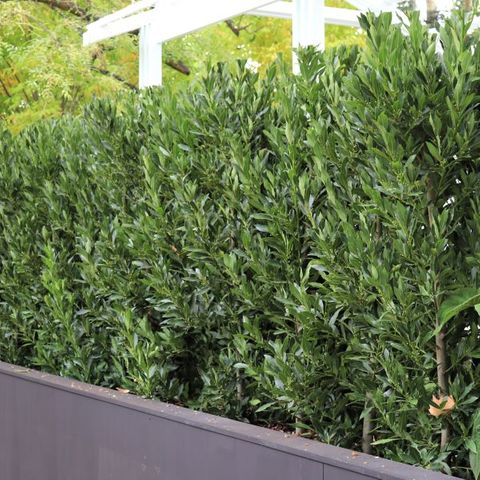 Laurus nobilis 'Miles Choice' - Warners Nurseries