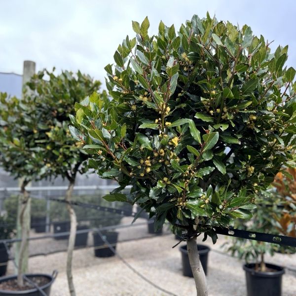 Laurus nobilis 'Miles Choice' Corkscrew Standard - Warners Nurseries