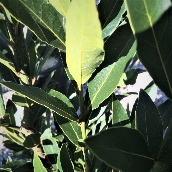 Laurus nobilis 'Miles Choice' Pleached - Warners Nurseries