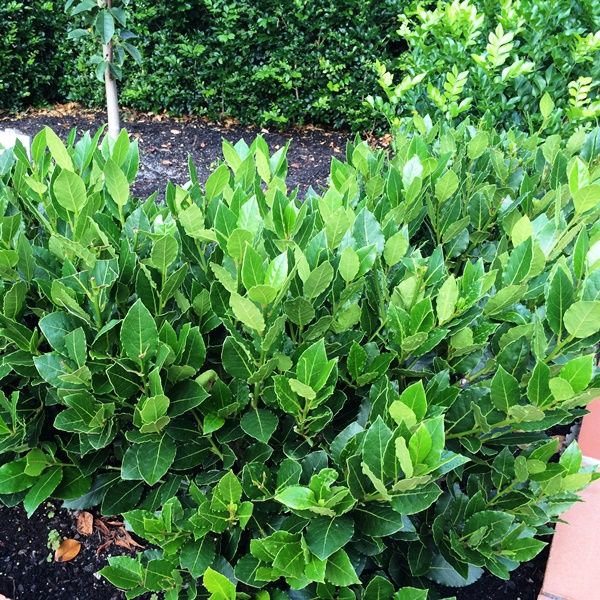 Laurus nobilis 'Baby Bay' pbr - Warners Nurseries