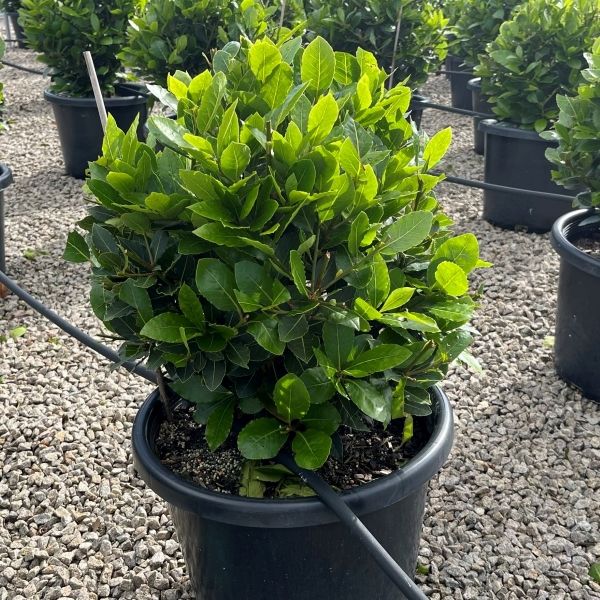 Laurus nobilis 'Baby Bay' pbr Ball - Warners Nurseries