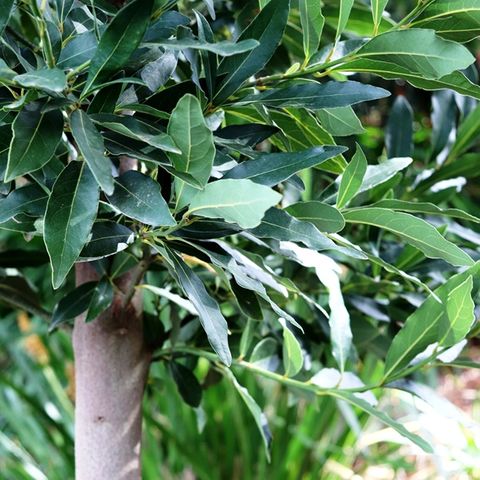 Laurus nobilis 'Miles Choice' Pleached - Warners Nurseries