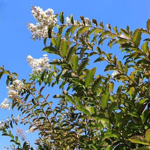 Lagerstroemia indica x fauriei 'Natchez' - Warners Nurseries
