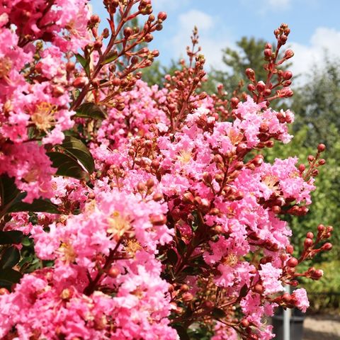Lagerstroemia indica x fauriei 'Natchez' - Warners Nurseries