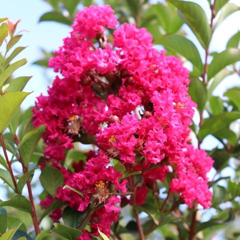 Lagerstroemia indica x fauriei 'Natchez' - Warners Nurseries