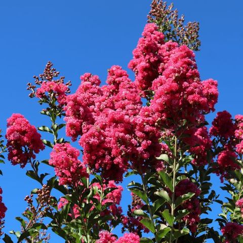 Lagerstroemia indica x fauriei 'Natchez' - Warners Nurseries