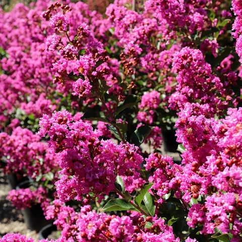 Lagerstroemia indica x fauriei 'Natchez' - Warners Nurseries