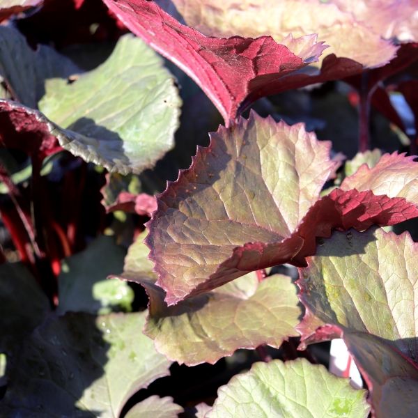 Ligularia dentata 'Little Golden Ray' - Warners Nurseries