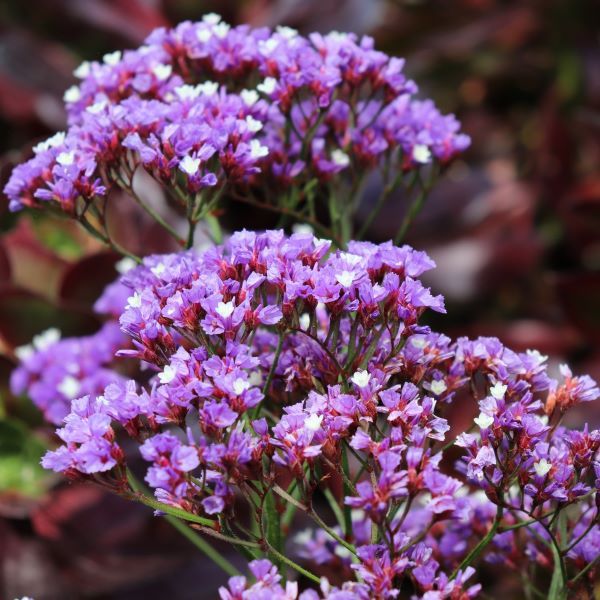 Limonium perezii Blue - Warners Nurseries