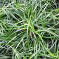 Liriope muscari 'Emerald Cascade' pbr - Warners Nurseries