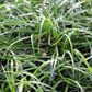 Liriope muscari 'Emerald Cascade' pbr - Warners Nurseries