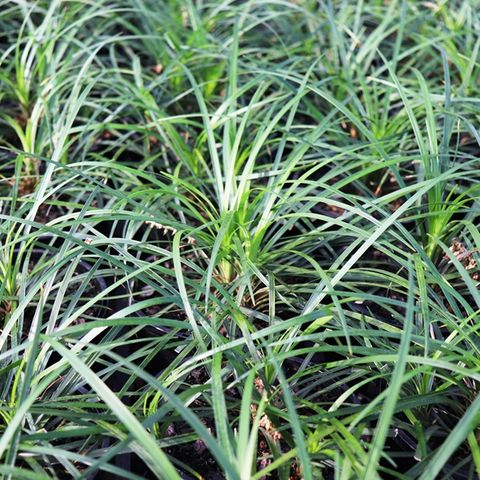 Liriope muscari 'Emerald Cascade' pbr - Warners Nurseries