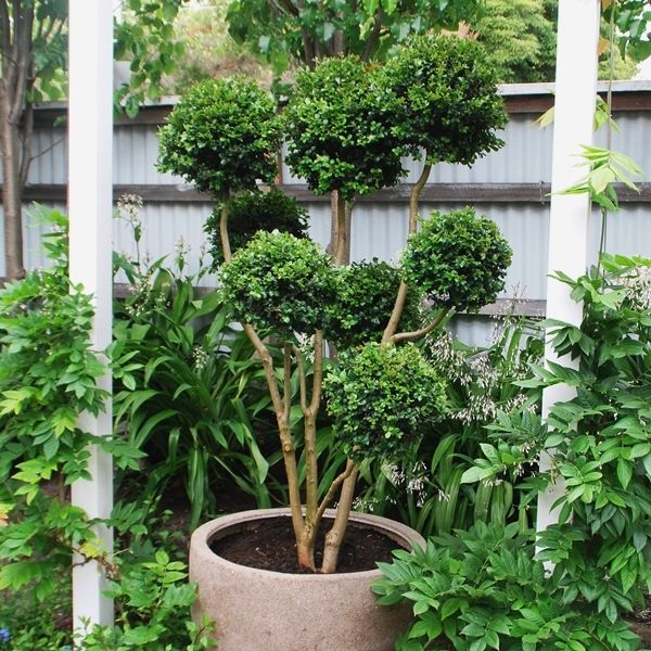 Luma apiculata Cloud - Warners Nurseries