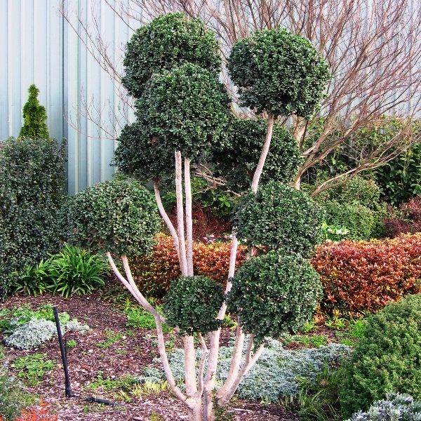 Luma apiculata Cloud - Warners Nurseries