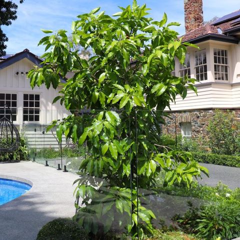 Magnolia x 'Inspiration' pbr - Warners Nurseries