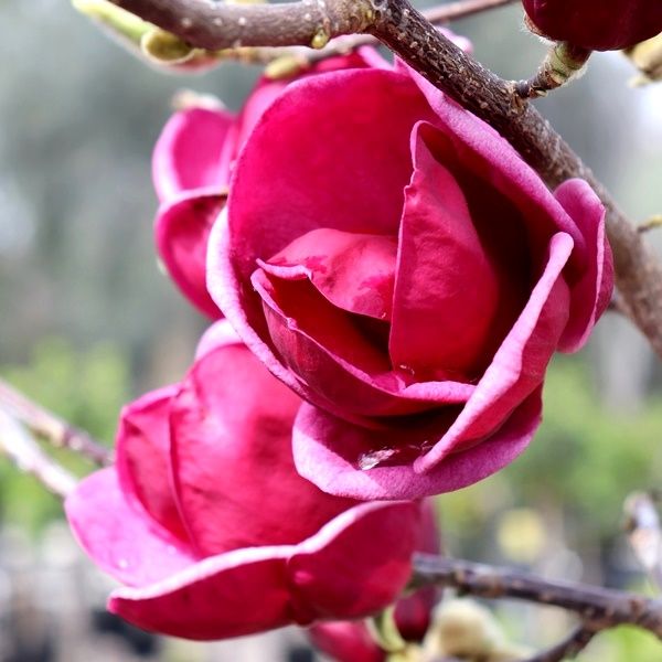 Magnolia x 'Genie' pbr - Warners Nurseries