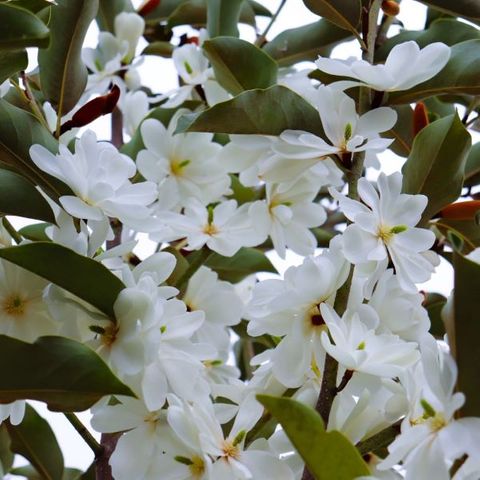 Magnolia x 'Inspiration' pbr - Warners Nurseries