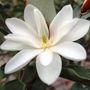 Magnolia x 'Inspiration' pbr - Warners Nurseries