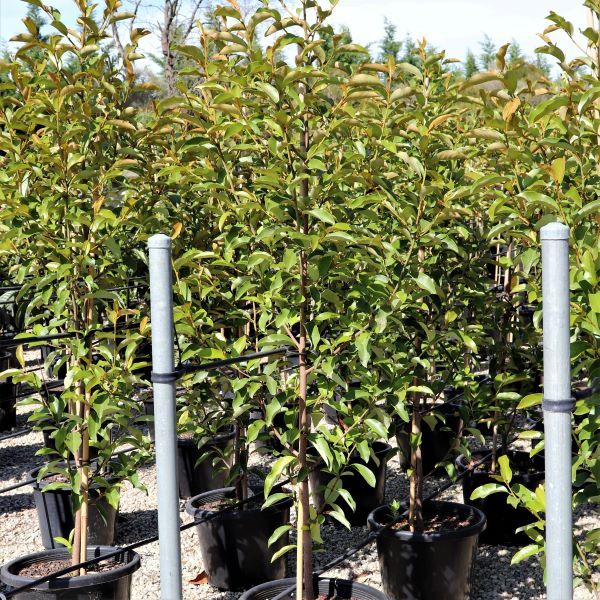 Magnolia x 'Inspiration' pbr - Warners Nurseries