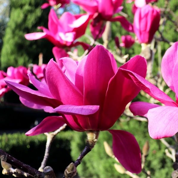 Magnolia x soulangeana 'Vulcan' - Warners Nurseries