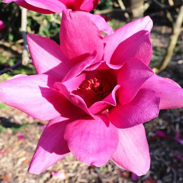 Magnolia x soulangeana 'Vulcan' - Warners Nurseries
