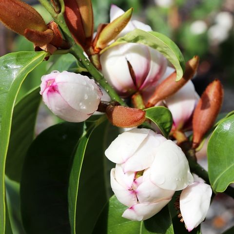 Magnolia figo x yunnanensis 'White Caviar'™ pbr - Warners Nurseries
