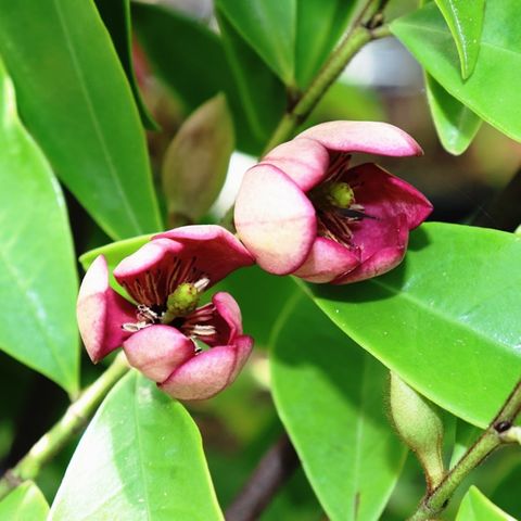 Magnolia x 'Inspiration' pbr - Warners Nurseries