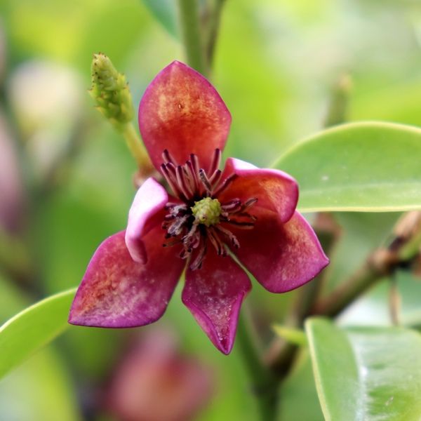 Magnolia figo - Warners Nurseries