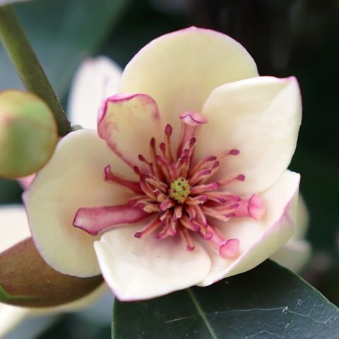 Magnolia figo x yunnanensis 'White Caviar'™ pbr - Warners Nurseries