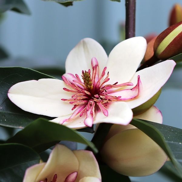 Magnolia figo x yunnanensis 'White Caviar'™ pbr - Warners Nurseries