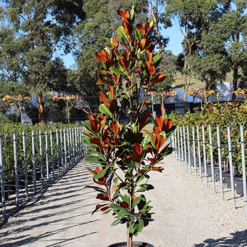 Magnolia x 'Inspiration' pbr - Warners Nurseries