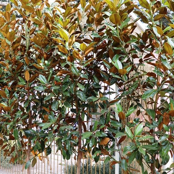 Magnolia grandiflora 'Exmouth' - Warners Nurseries